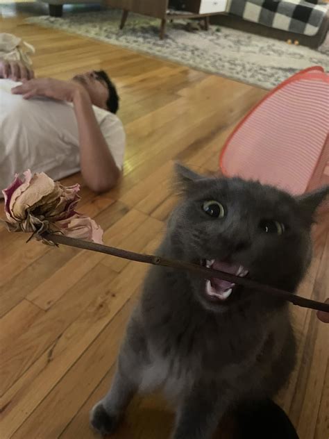 Meowirl Rcromch