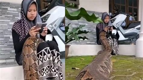 Viral Video Woman Relaxes With Massive Pet Python On Her Lap