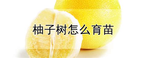 柚子树怎么育苗 发财农业网