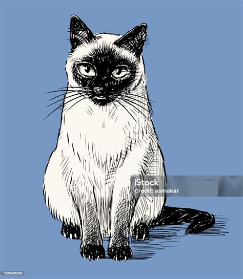 파란색 배경에 태국 고양이를 앉아 스케치의 벡터 이미지 고양이 새끼에 대한 스톡 벡터 아트 및 기타 이미지 고양이 새끼 흑백 가축 Istock