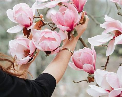 Як правильно посадити магнолію щоб цвіла щороку великими квітами Читайте на Ukr Net