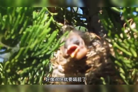 刚出生的小鸟被寄生虫寄生了脑袋肿得像个球太可怜了