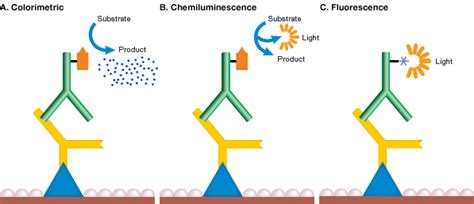 Detection Methods Bio Rad
