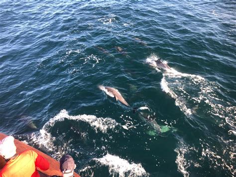 2023 Baja Whalewatching Tour 4 Offshore Ensenada March 25