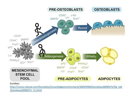 Mesenchymal Stem Cells Mscs Sebagai Obat Berbasis Sel Terbaru