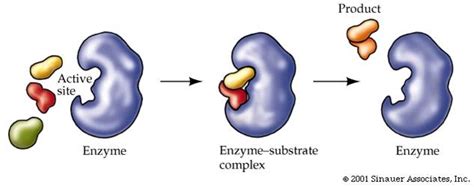 Mrs Stein S 3rd Period STS Biology Enzymes