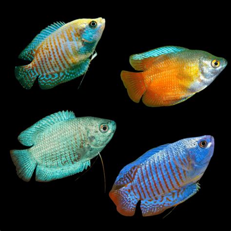 Assorted Dwarf Gourami Trichogaster Lalius 5cm Sims Tropical Fish