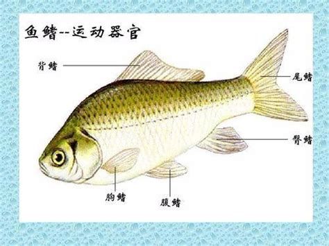 各种鱼鳍的作用 百度经验