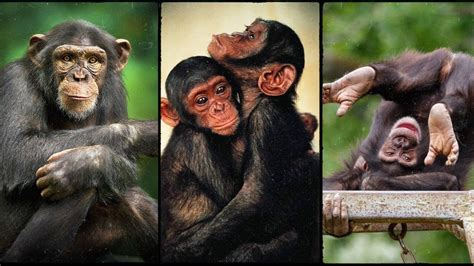 Chimpanzee Behavior And Nature Insights Into Their Social Structure