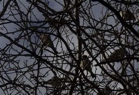 What Trees Attract Birds Tree Secrets