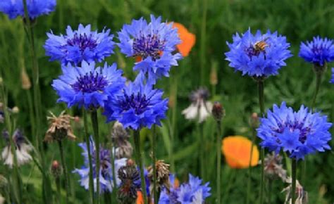 야생화 수레국화 키우기 수레국화 꽃말 수레국화 쓰임 수레국화 색깔