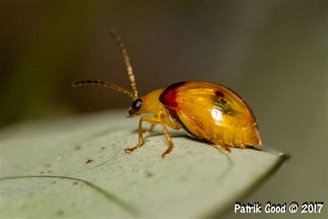 Red Shouldered Leaf Beetle Good Pictures Online