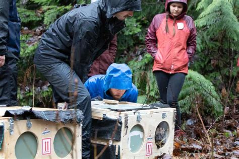 Homecoming More Fishers Released In North Cascades Ecosystem North
