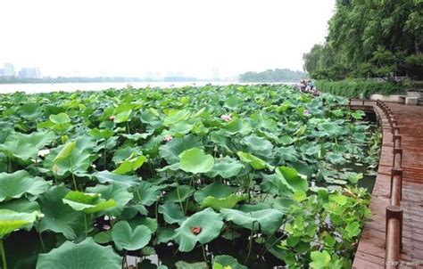 国内12个赏荷胜地别错过周末拍照走起 知乎