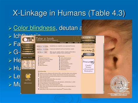 Ppt Exceptions To Mendelian Inheritance Powerpoint Presentation Free Download Id 329307