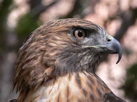 Red Tailed Hawk Face A Close Up Shot Of A Red Tailed Hawk Flickr