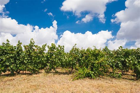 일몰에 포도원 바다 해안 근처 포도원입니다 농업 와인 재배 0명에 대한 스톡 사진 및 기타 이미지 0명 계곡 계절 Istock
