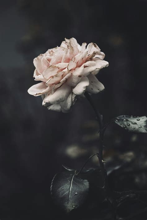 나뭇잎으로 뒤덮인 땅 위에 앉아 있는 분홍색 장미 한 송이 사진 Unsplash의 무료 모바일 월페이퍼 이미지