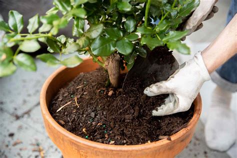 How To Plant Rose Tree In A Pot At Marcus Riedel Blog