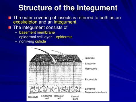 Ppt Insect Physiology Integument Systems Powerpoint Presentation