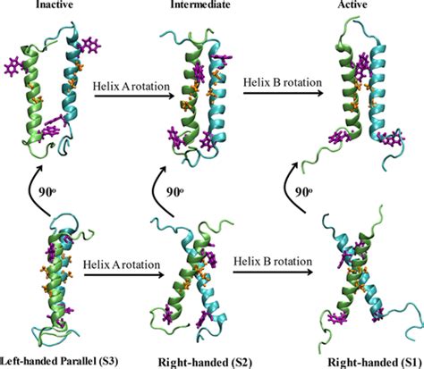 Prolactin Structure