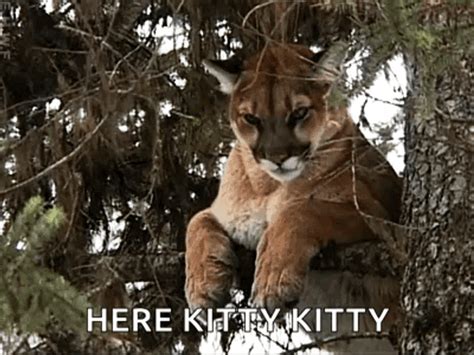Old Grandma Cougar Wants Young Boy 