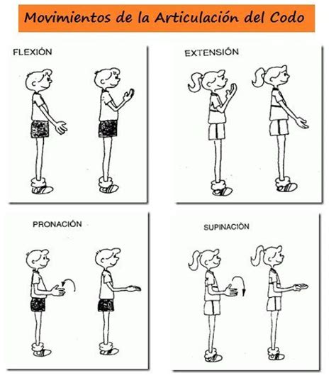 Movimientos De La Articulación Del Codo Educación Física Deportes Y Musculación