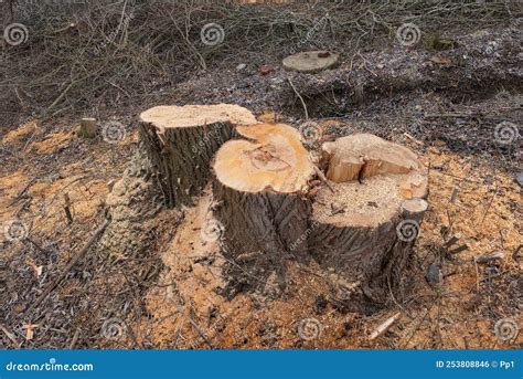 Deciduous Tree Used In Furniture Making At Neal Marquez Blog