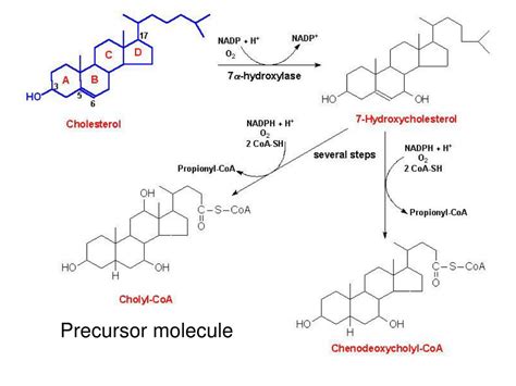 Ppt Synthesis Of Triglycerides Powerpoint Presentation Free Download