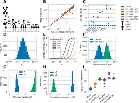 A Multivalent Binding Model Accounts For Igg Fcγr Binding A Schematic