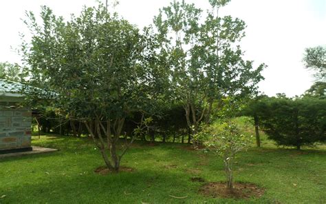 Determining Disease In A Tree Tree Doctors Inc