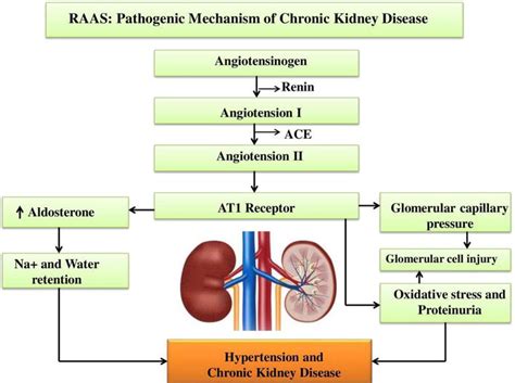 Role Of The Renin Angiotensin Aldosterone System In Various Disease