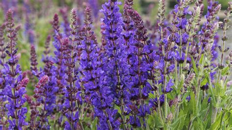 Salvia Care Guide Growing And Maintaining Beautiful Sage Plants