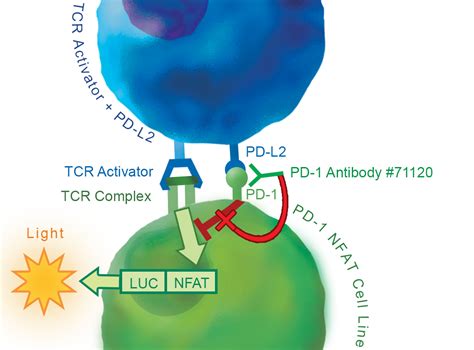 Pd 1 Pd L2 Cell Based Inhibitor Screening Assay Kit