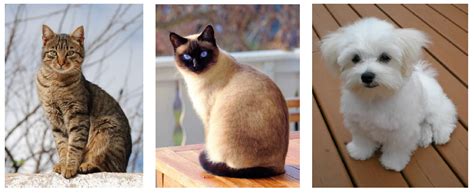 Autonomous Geometry Processing Using Machine Learning And Forge Autodesk University