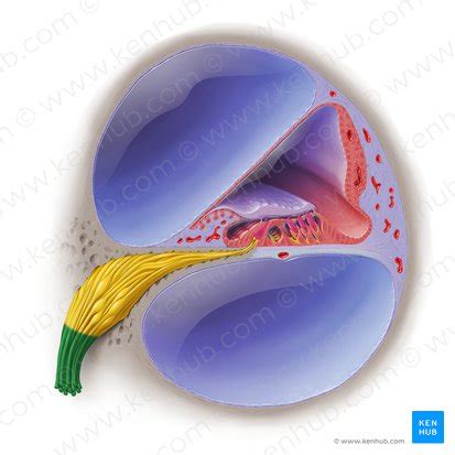 The Cochlear Nerve Anatomy And Structure Kenhub