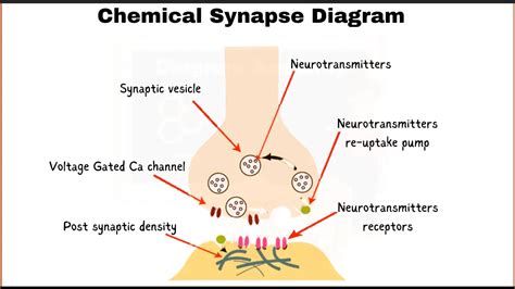 Chemical Synapse Diagram