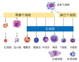 蛙血细胞示意图手绘 细胞图片铅笔手绘 牛蛙细胞手绘图 大山谷图库