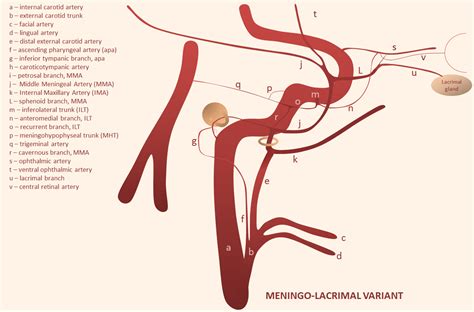 Middle Meningeal Artery