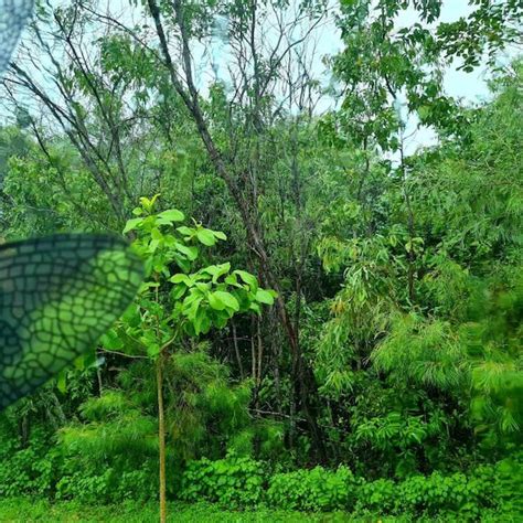 Basic Grass Decals Sectioned Grass Decals Realistic Grass Wall Art