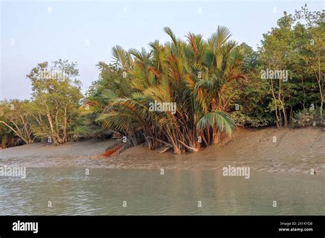 Typical Nipa Palm Nipa Fruticans This Photo Was Taken From Sundarbans