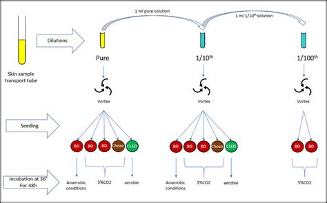 Skin Sample Laboratory Procedure Including Dilution Seeding And Download Scientific Diagram
