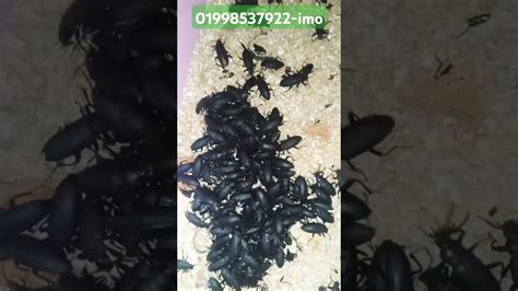 বিটল পোকার মাদার দ্রুত মারা জায় কেন বিটল পোকার খামার পোকা চাষ