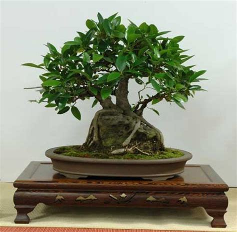Ficus Platypoda Images Useful Tropical Plants