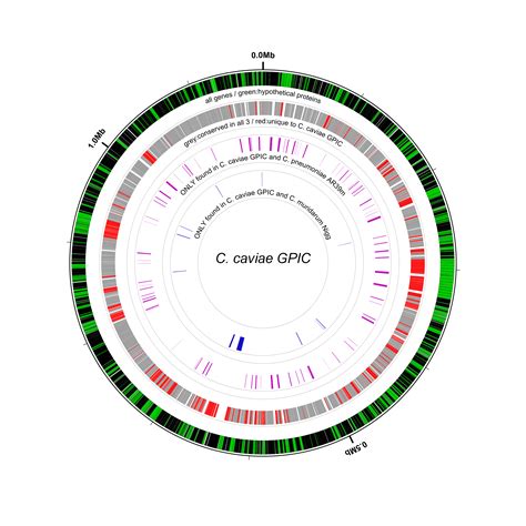 Gene Conservation Visualization