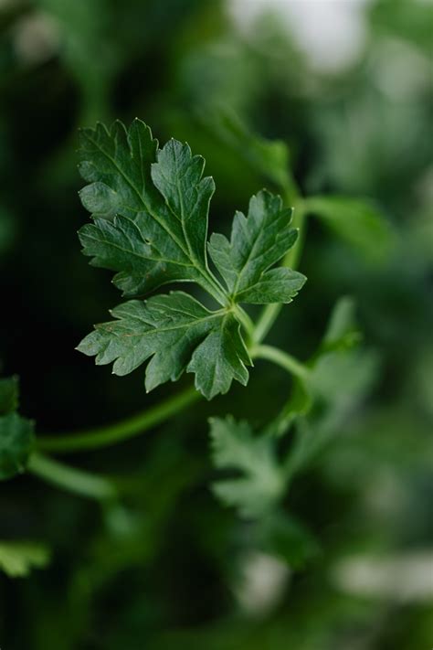 Безплатна снимка цвете листо зелен цъфтящи растения билка див пелин Cinquefoil здравец