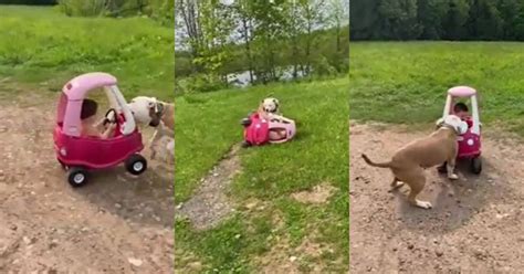 el cómico momento que vivieron un niño y un perro al jugar con un carrito de plástico infobae