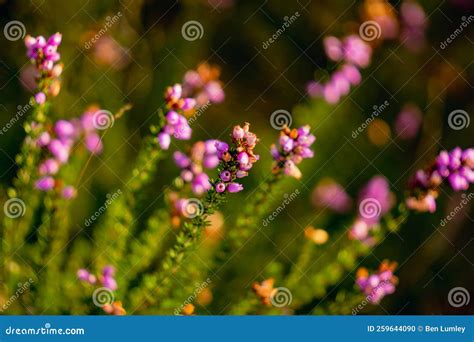 Violette Blumen Im Wald Stockfoto Bild Von Rosa Wald 259644090