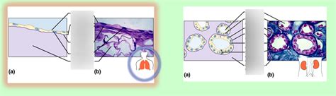 Epithelial Tissues Diagram Quizlet