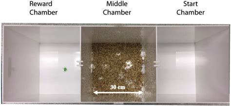 Sexually Dimorphic Behavioral And Neural Responses To A Predator Scent